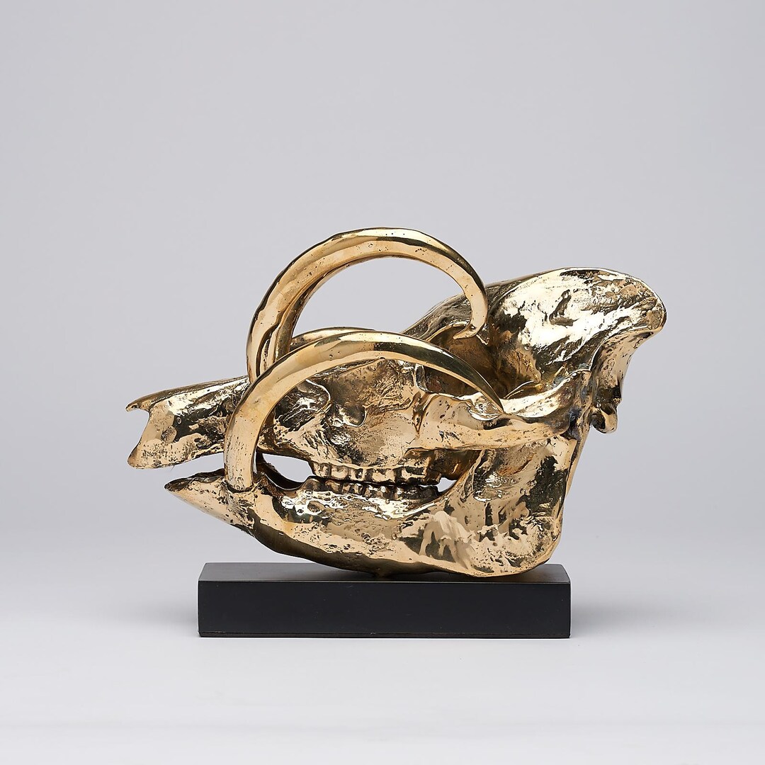 Polished Babirusa Skull Sculpture | Unique Animal Skull Decor for Home ...