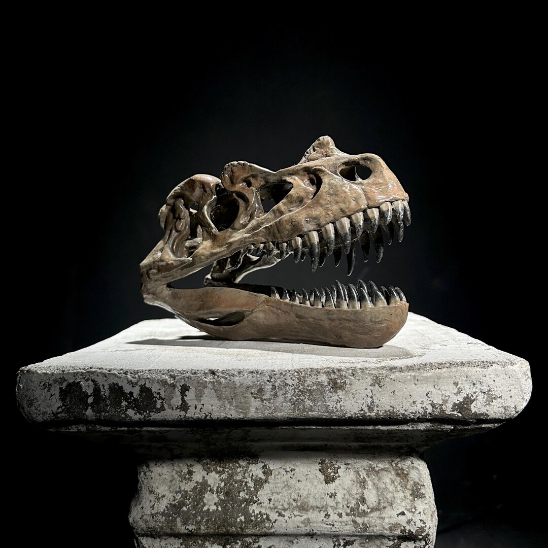 Brown Ceratosaurus Skull Resin Sculpture - Dinosaur Fossil Replica ...