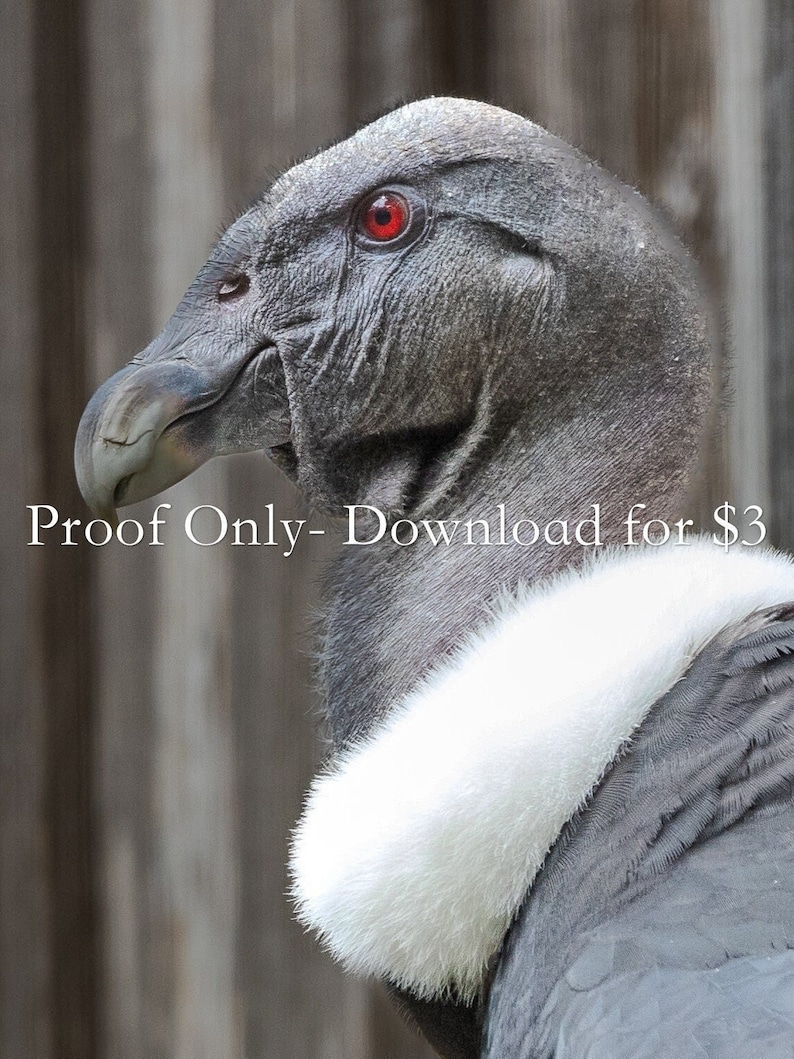 Majestic Condor - Etsy