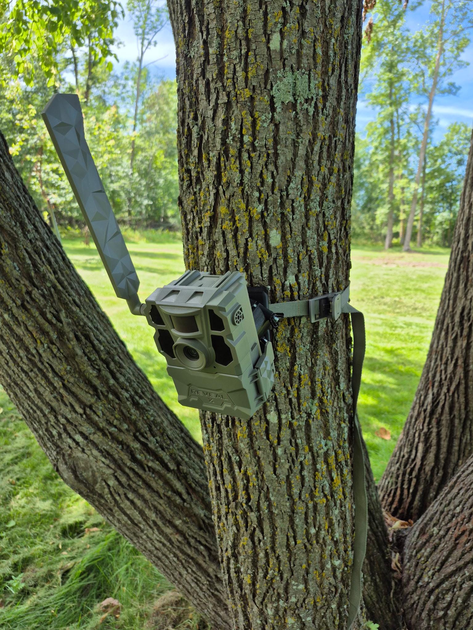 Tactacam Camera Tree Mount - Etsy