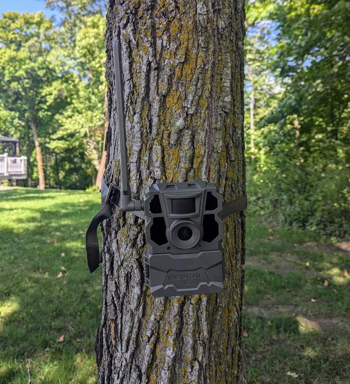 Tactacam Camera Tree Mount - Etsy