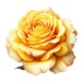 13 Yellow Roses Clipart, Sublimation, Clipart Bundle, Clipart Bundle ...