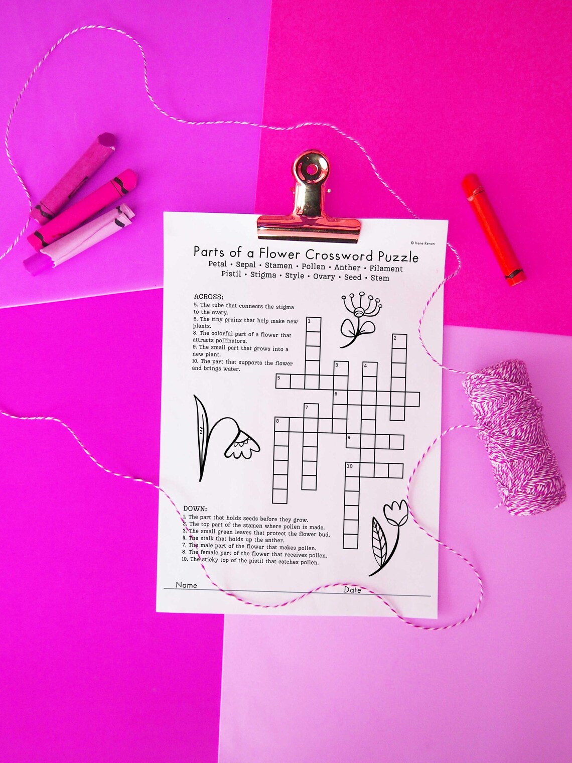 Flower Anatomy Crossword Puzzle: STEM Educational Printable (US Letter ...