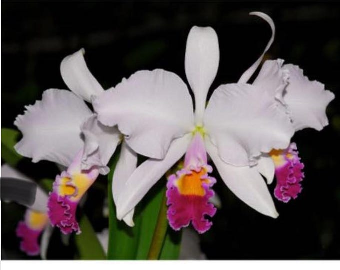 Cattleya Trianae Orchid in Sheath - Etsy