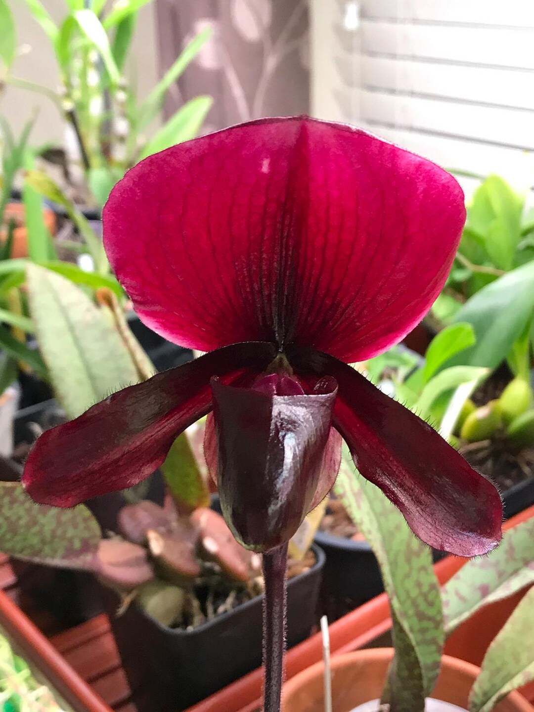 Paph. Charly Web Hsinying Rubyweb X Charlesworthii - Etsy