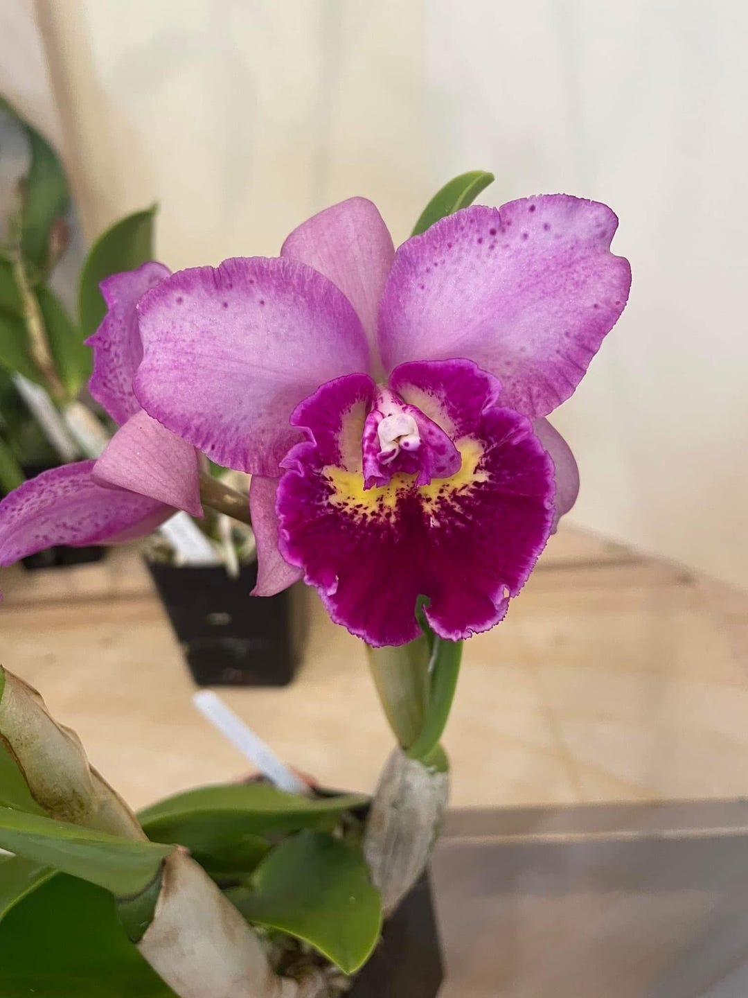Cattleya Hsinying Pink Doll Orchid Blooming Size - Etsy