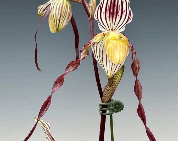 Paph Sharon Booth Multifloral Lady Slipper Orchid - Etsy