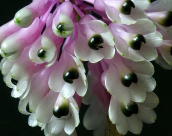 Dendrobium Smilliae Orchid Rare - Etsy
