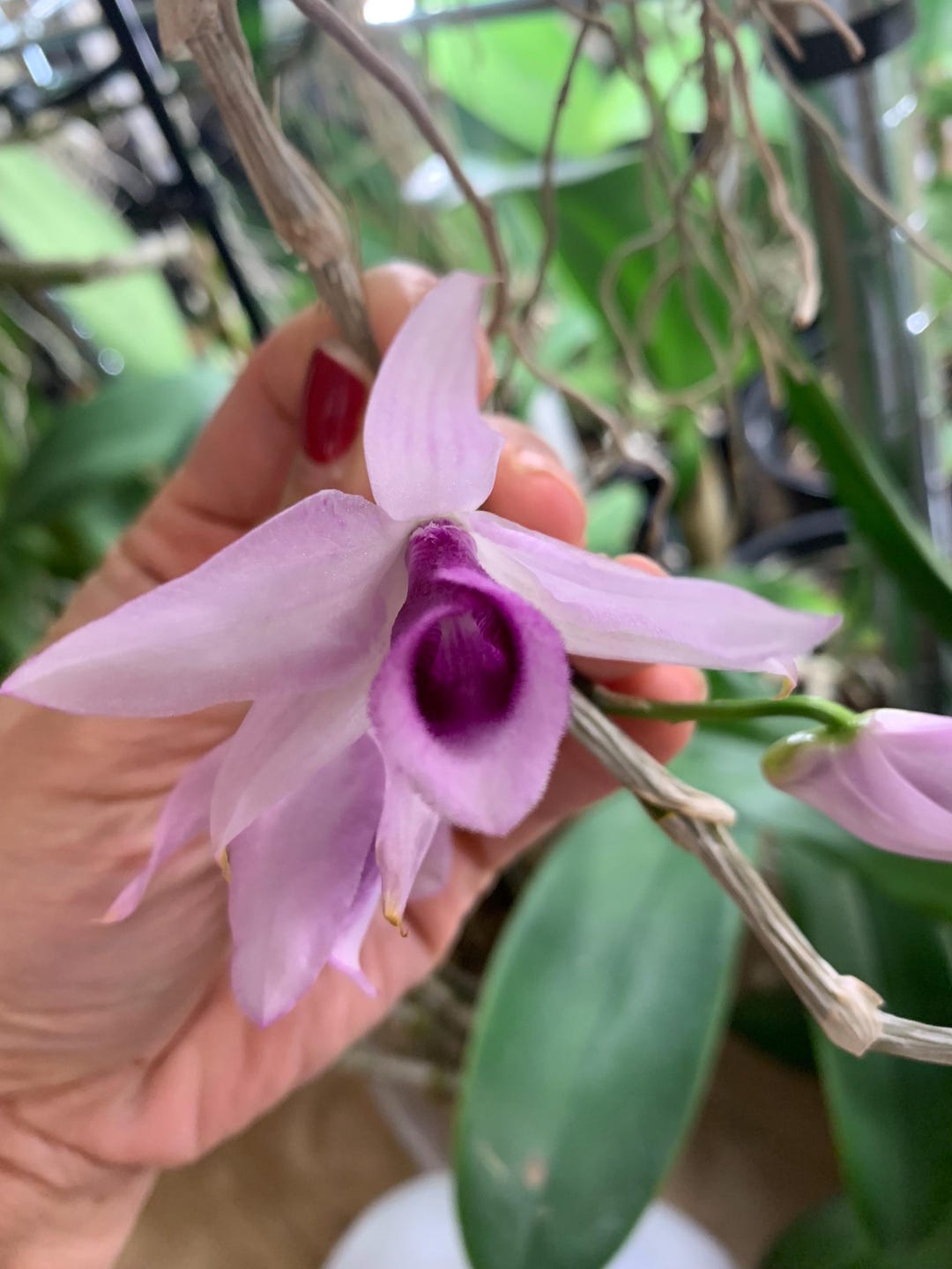 Dendrobium Anosmum Semi Pink Taiwan X Nestor Semi Orchid - Etsy