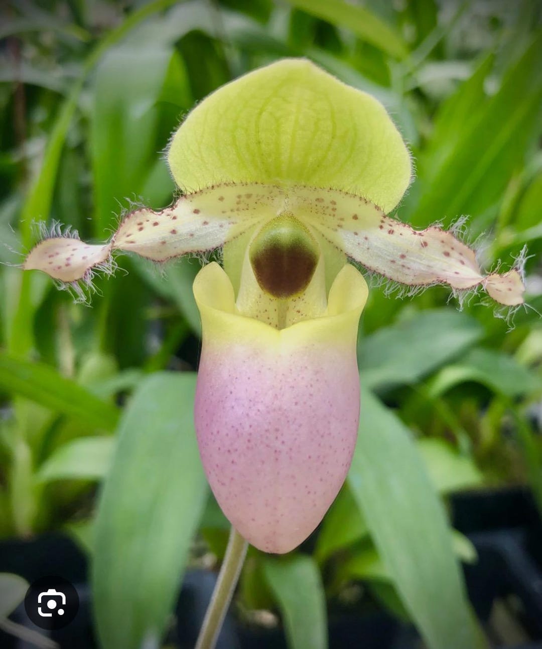 Paph. Night Sunny Delight Pinocchio Lady Slipper Multi-floral Orchid - Etsy