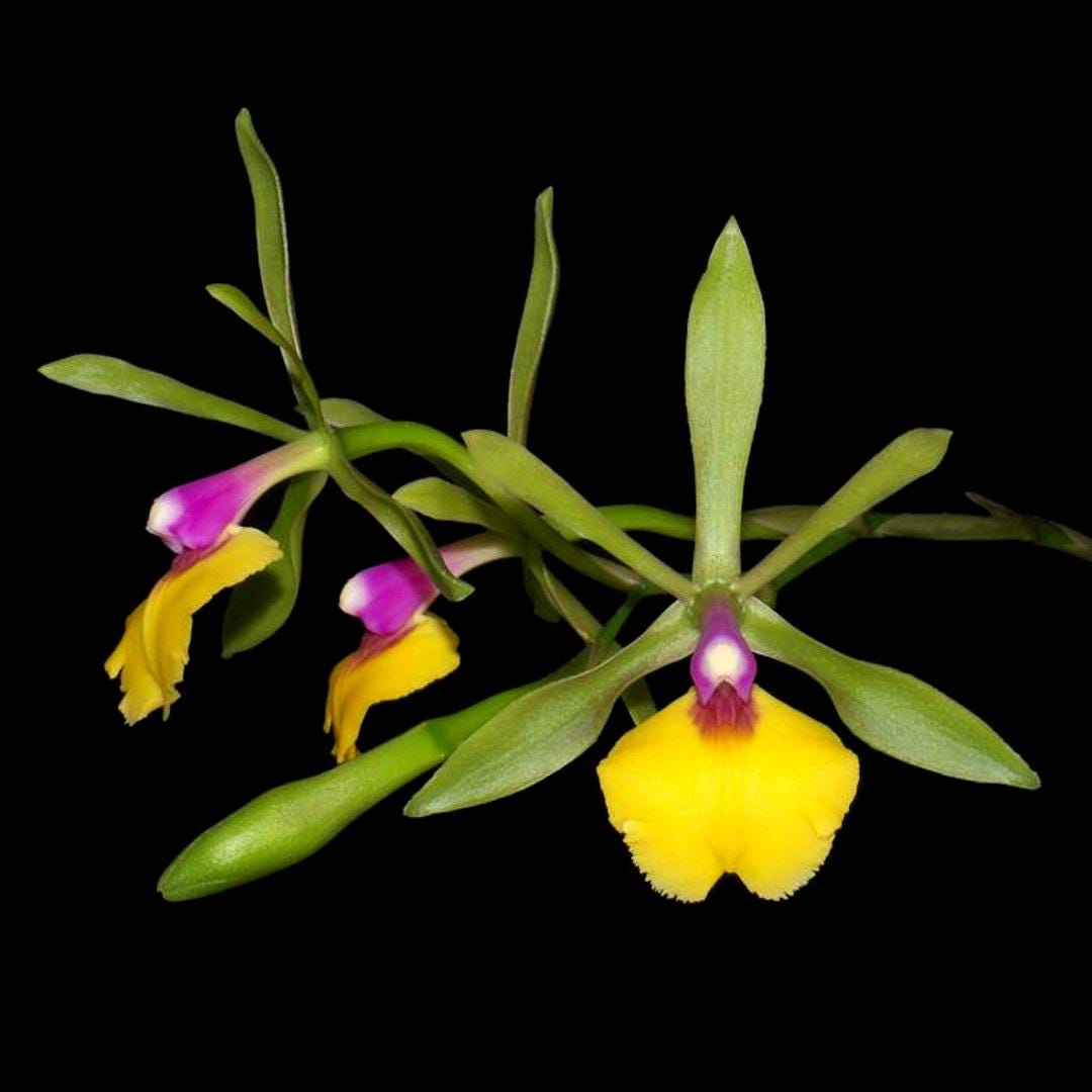 Epc. Rene Marques ‘flame Thrower Orchid in Blooming Size - Etsy