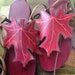 Hand Painted Leaf, Sandals for Women, Faerie Sandals, Woodland, Maple ...