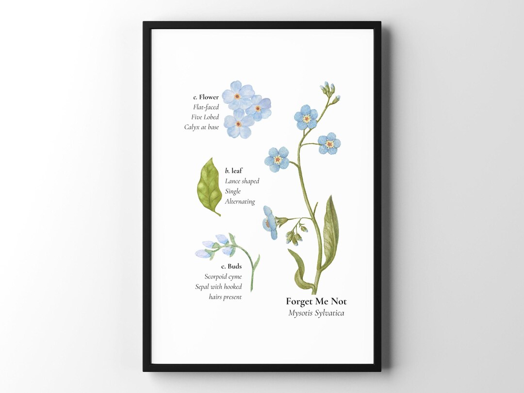 Forget Me Not Botanical Sketch Wall Art, Vintage Floral Print, Digital ...