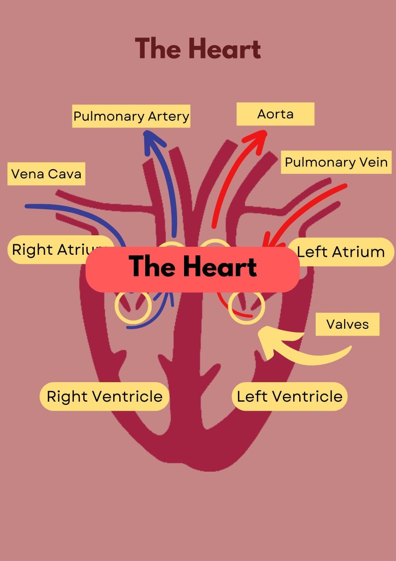 Simple Heart Diagram: Structure of the Human Heart - Etsy