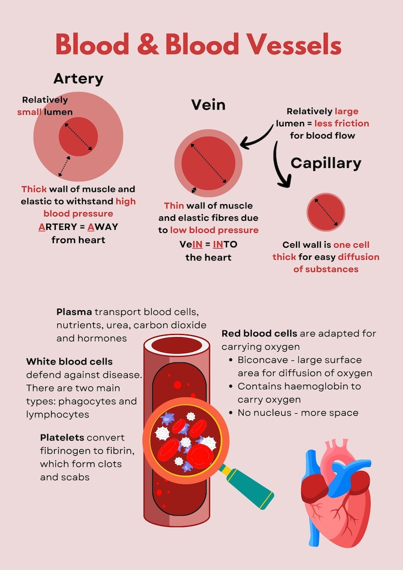 Simple Blood & Blood Vessel Diagram: Structure of Blood Vessels and Components of Blood for GCSE ...