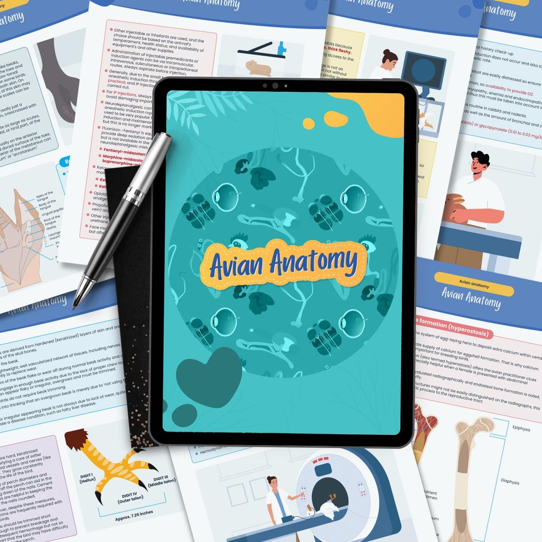Veterinary Avian Anatomy Notes Nurse Study Guide Vet Nursing Notes ...