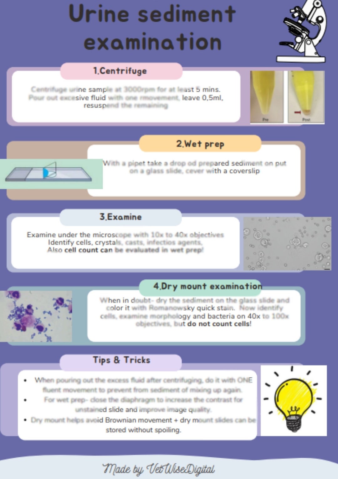 Urine Sediment Examination Step by Step - Etsy