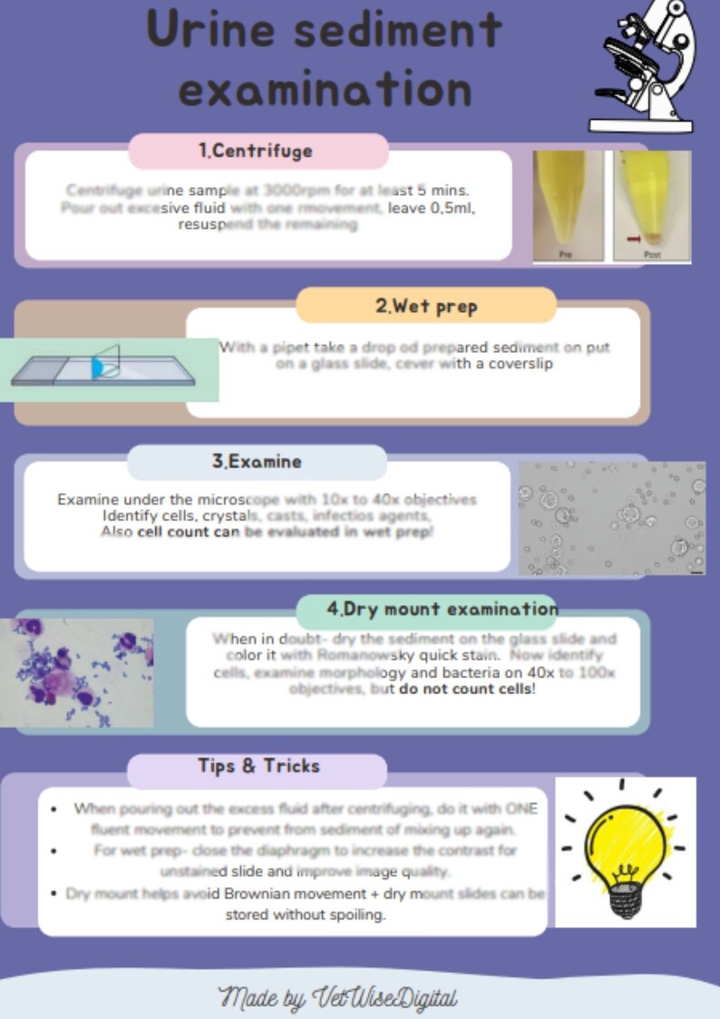 Urine Sediment Examination Step by Step - Etsy