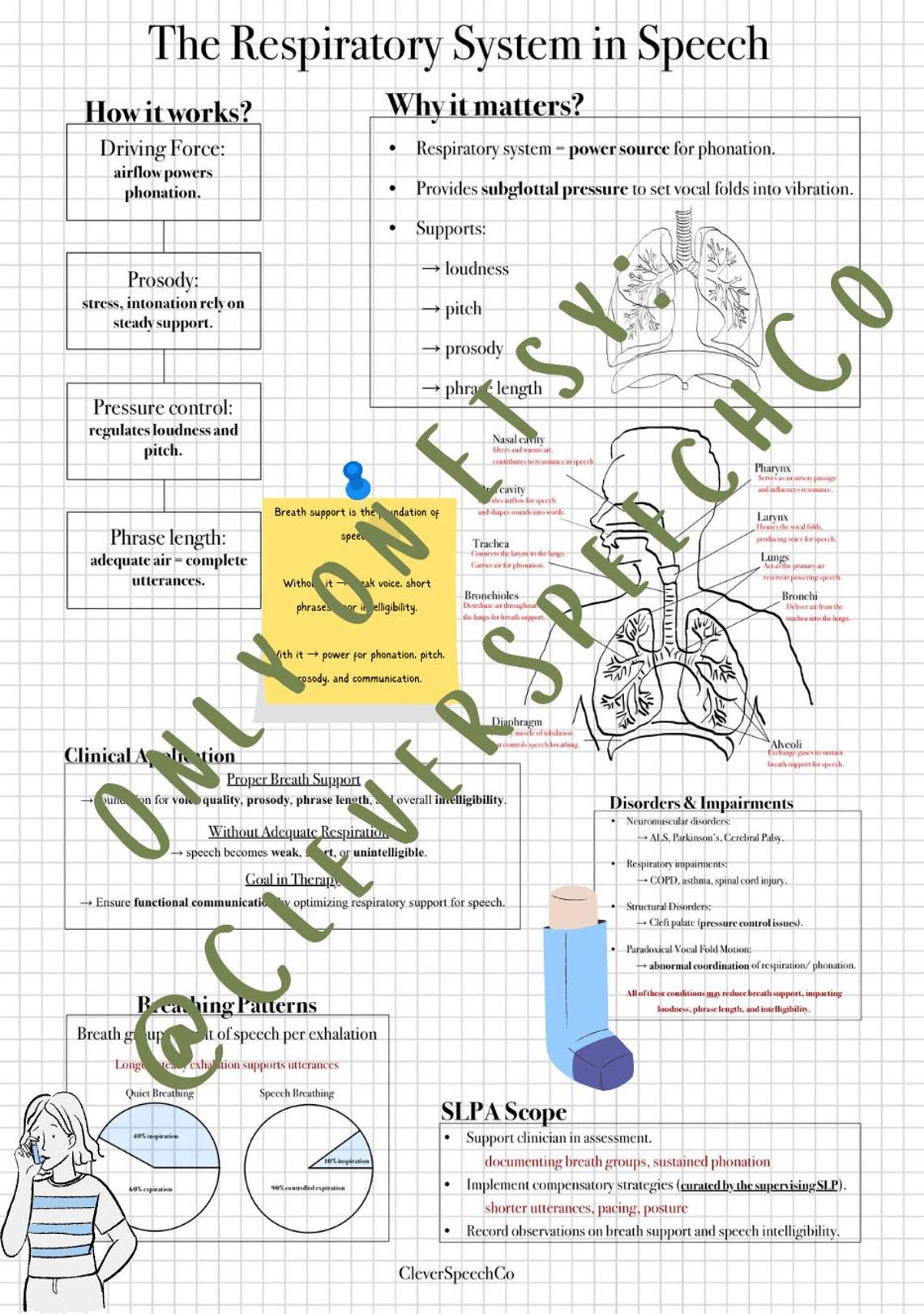 Respiratory System Anatomy Chart | Printable Reference Sheet for SLP ...