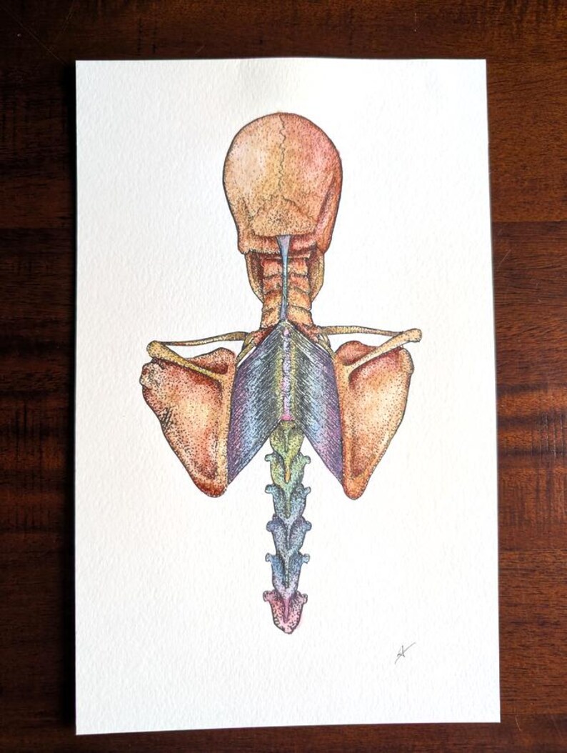 Golden Boy: Skeleton Ink Print and Metallic Watercolor Painting - Etsy