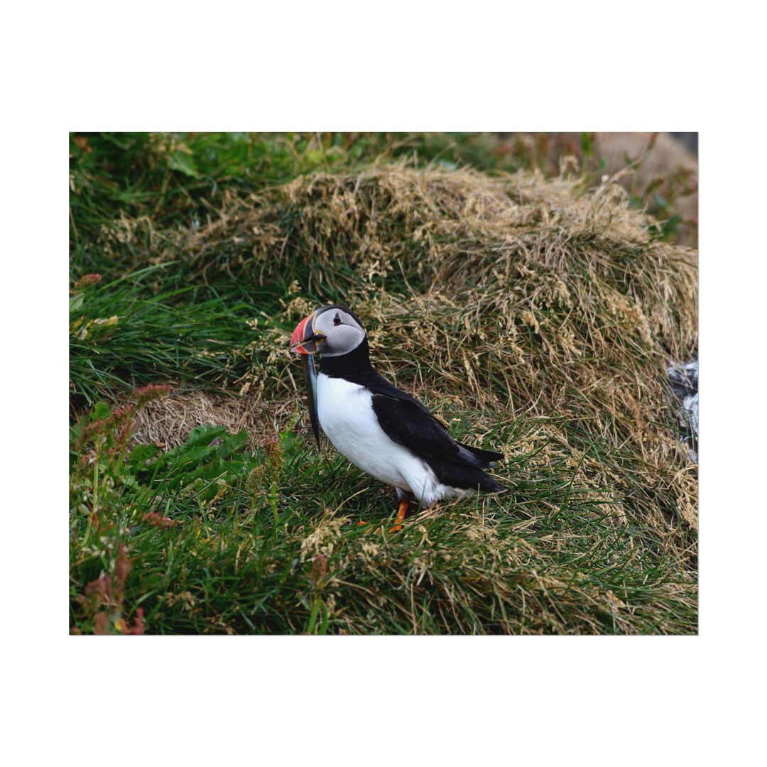 Atlantic Puffin With a Catch Poster - Etsy
