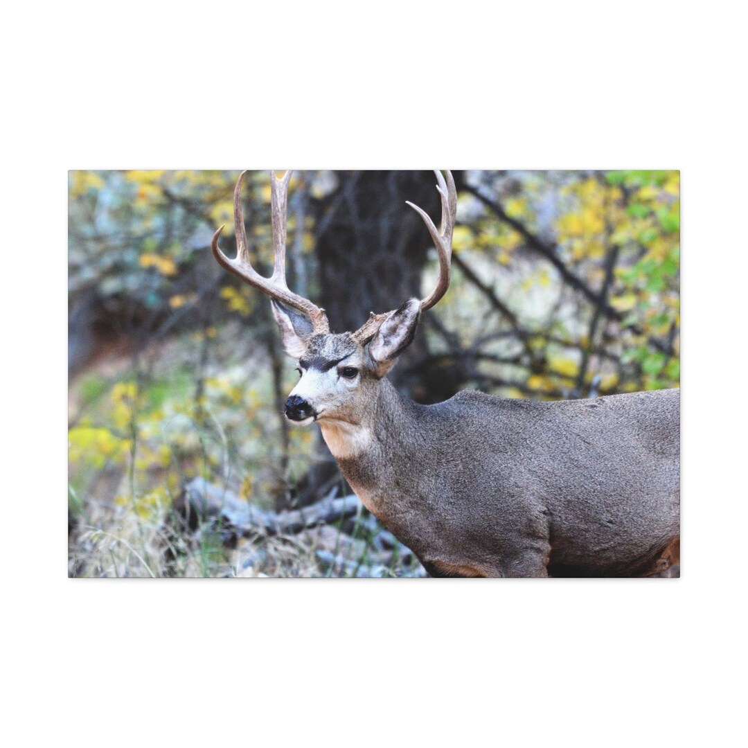 Mule Deer Buck Canvas Print - Etsy