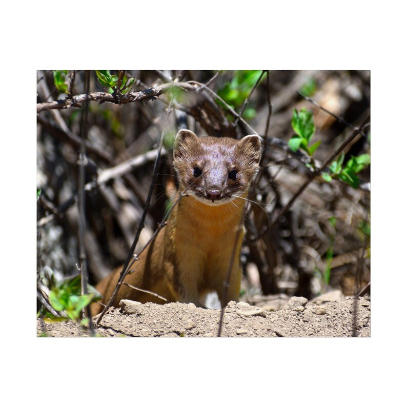 Long-tailed Weasel Poster - Etsy