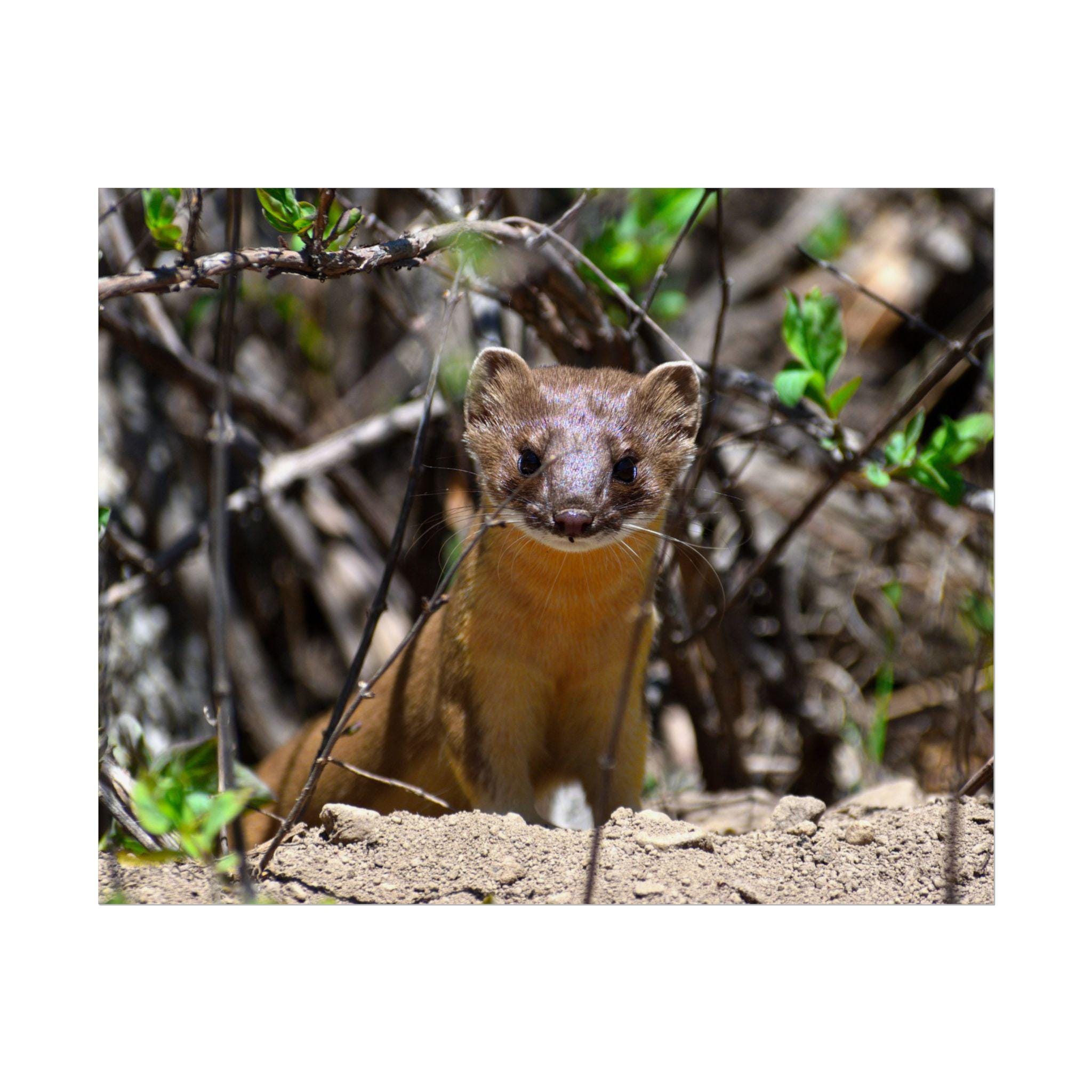 Long-tailed Weasel Poster - Etsy