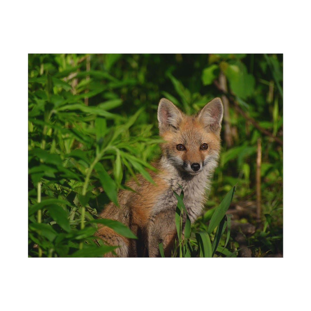 Baby Fox Poster - Etsy
