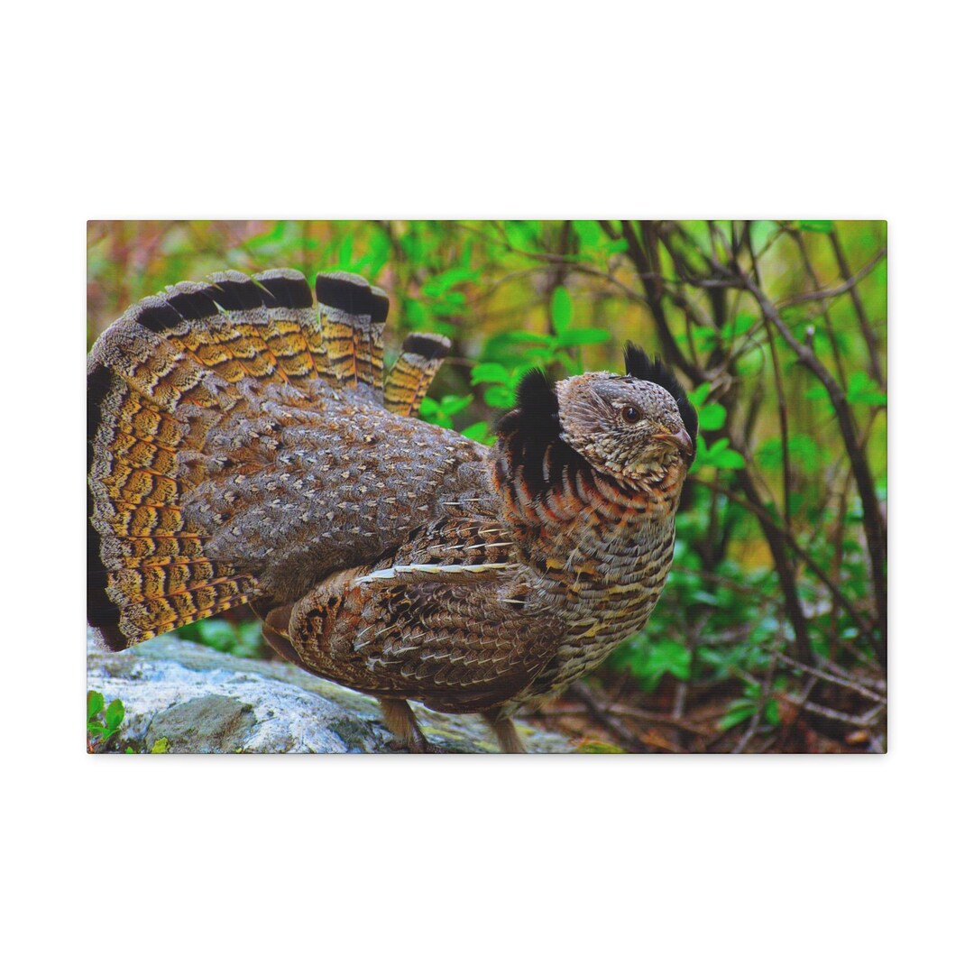 Ruffed Grouse Canvas Print - Etsy