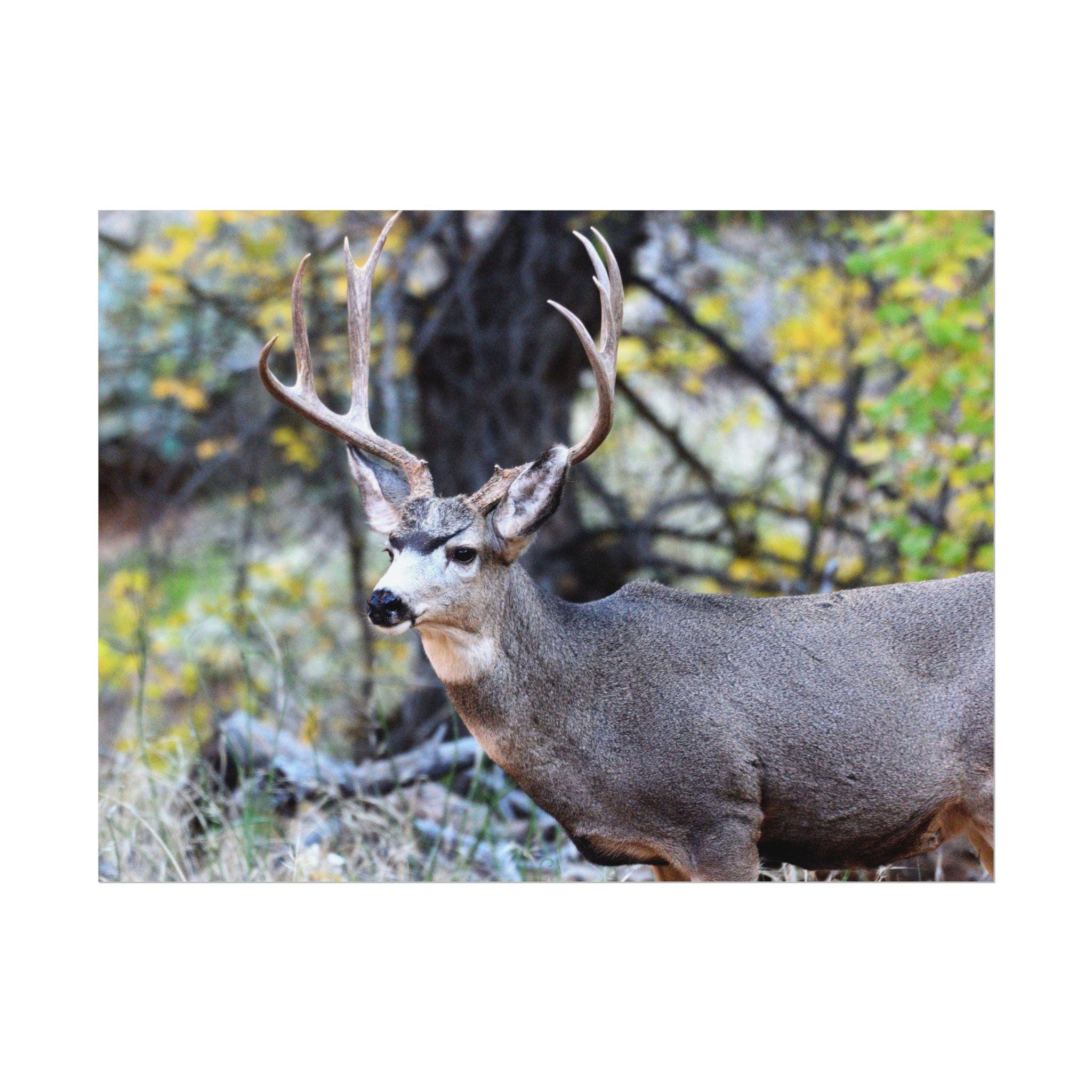 Mule Deer Buck Poster - Etsy