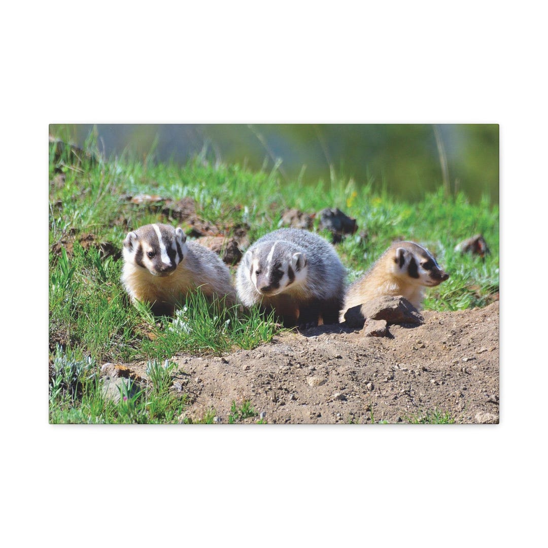 American Badger Family Canvas Print - Etsy