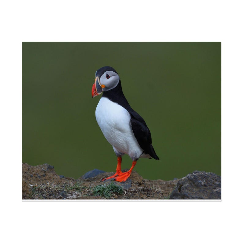 Atlantic Puffin Poster - Etsy