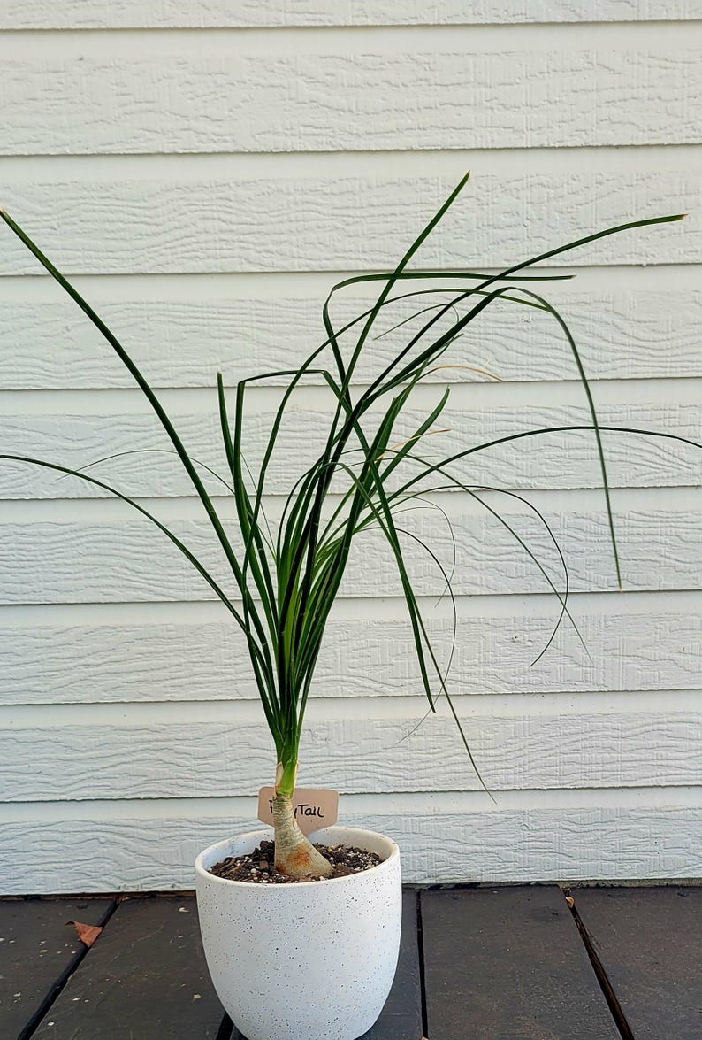 Bonsái De Palma De Cola De Caballo - Etsy