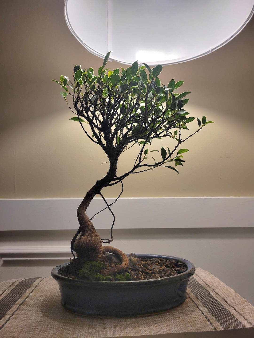 Ficus Microcarpa Tiger Bark Bonsai - Etsy
