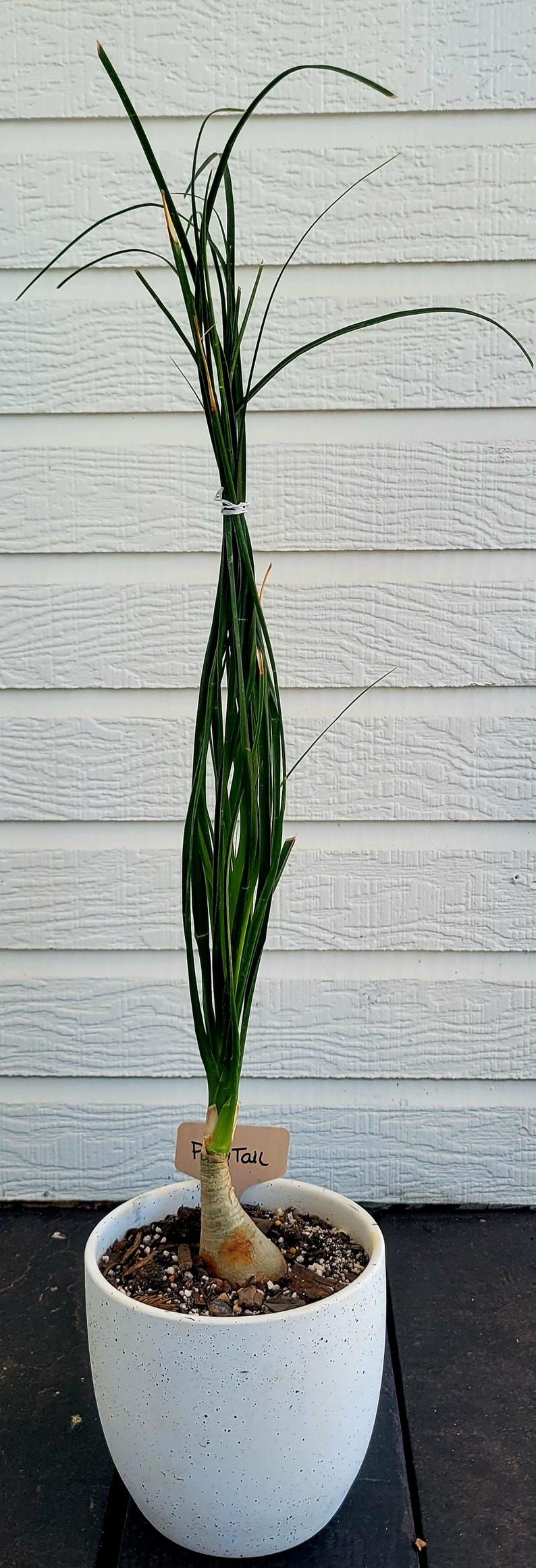 Bonsái De Palma De Cola De Caballo - Etsy