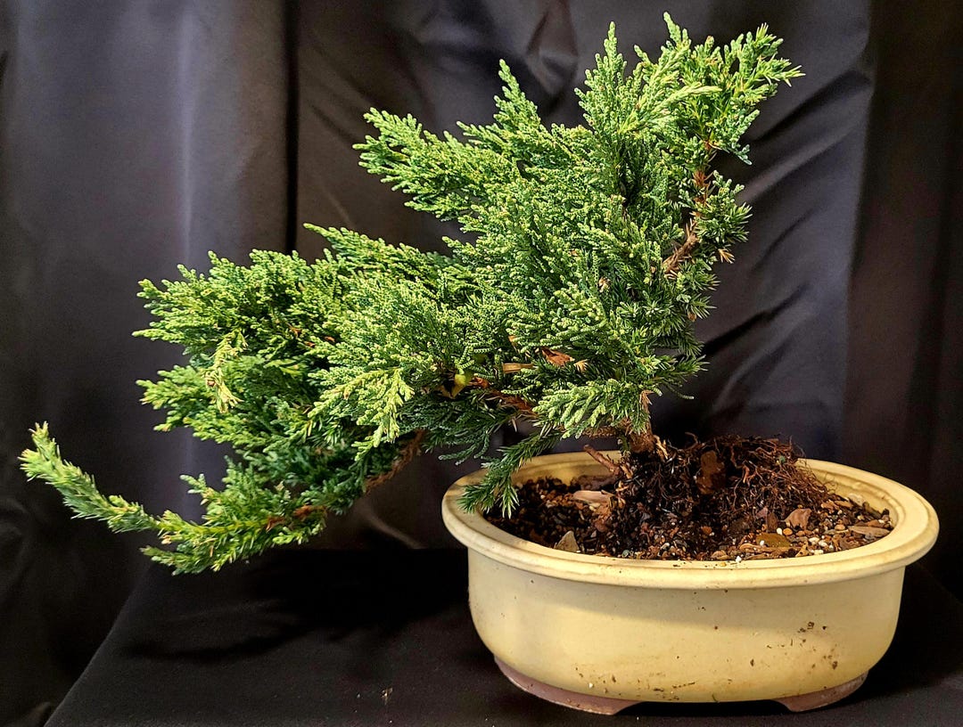 Juniper Parsoni Bonsai - Etsy