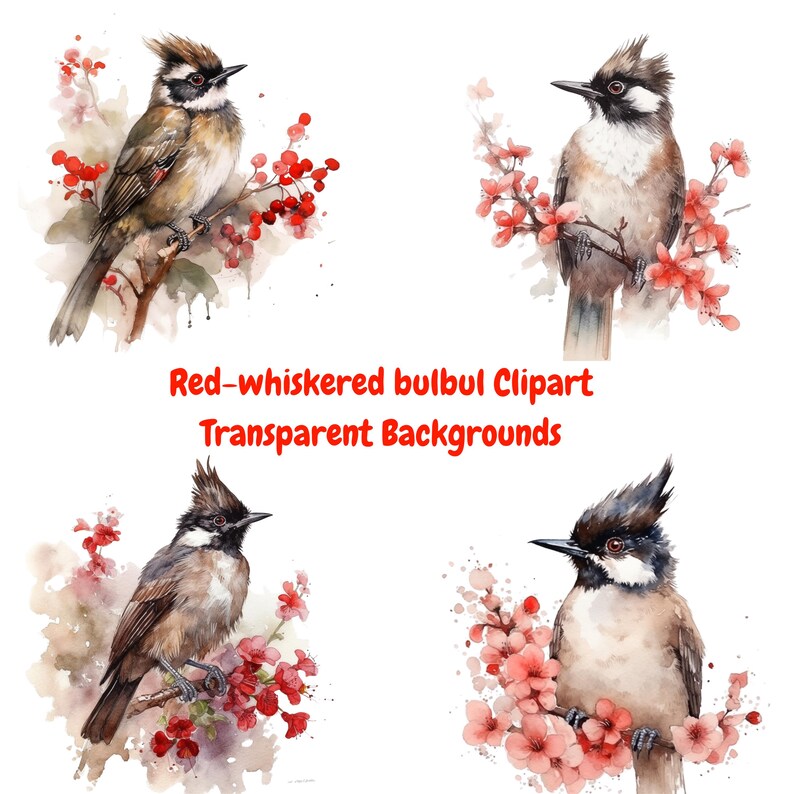 Red-whiskered Bulbul Clipart Transparent Backgrounds, 5 High Quality ...