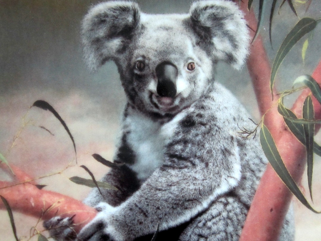 The Koala Natures Lovables Plate WS George Gold Trim 1990 Ceramic Art ...