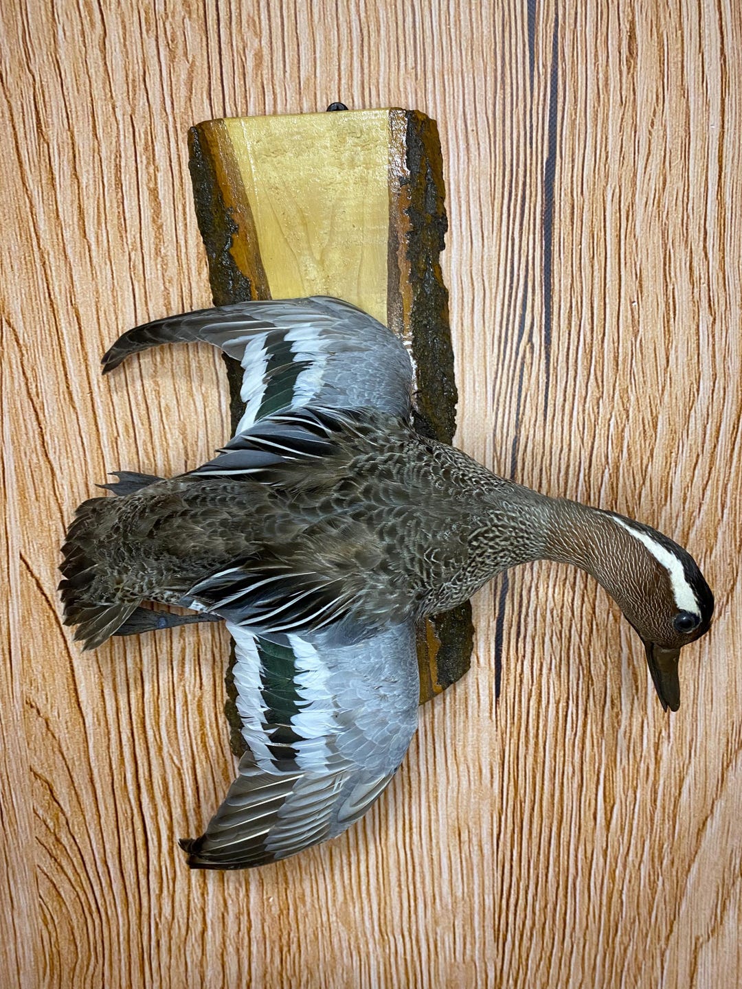 Domestic Mallard Duck Taxidermy Mount Non-migratory Waterfowl - Etsy