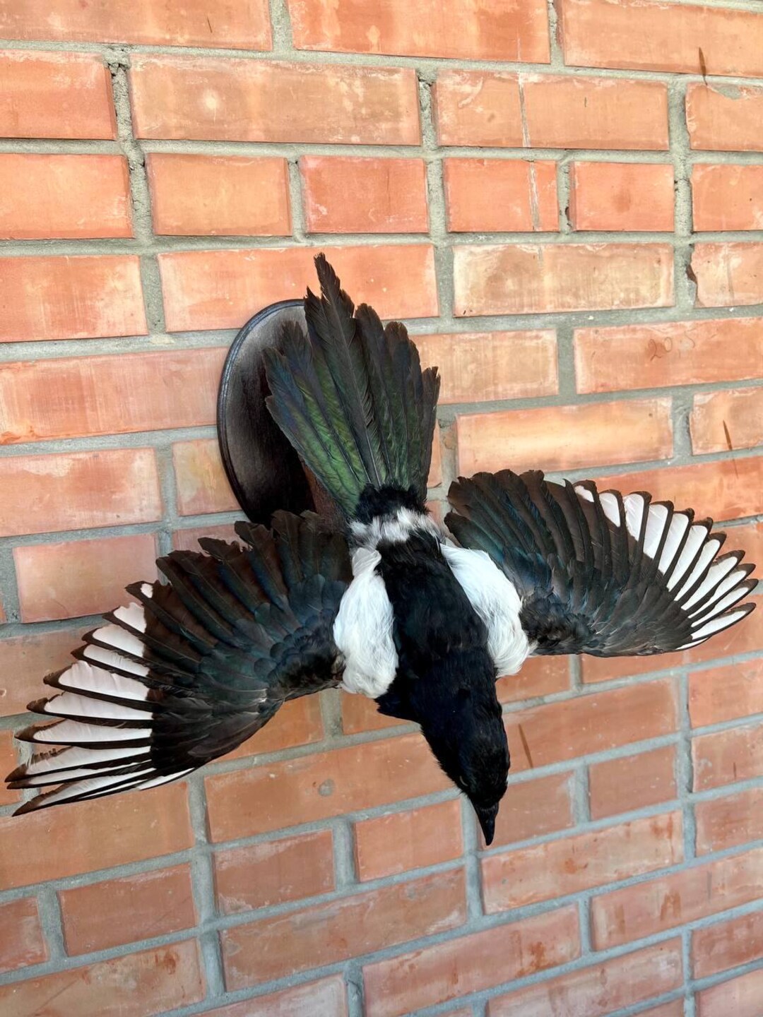 Taxidermy Magpie Bird Crow Real Animal Wall Mountet Pica Pica Decor ...