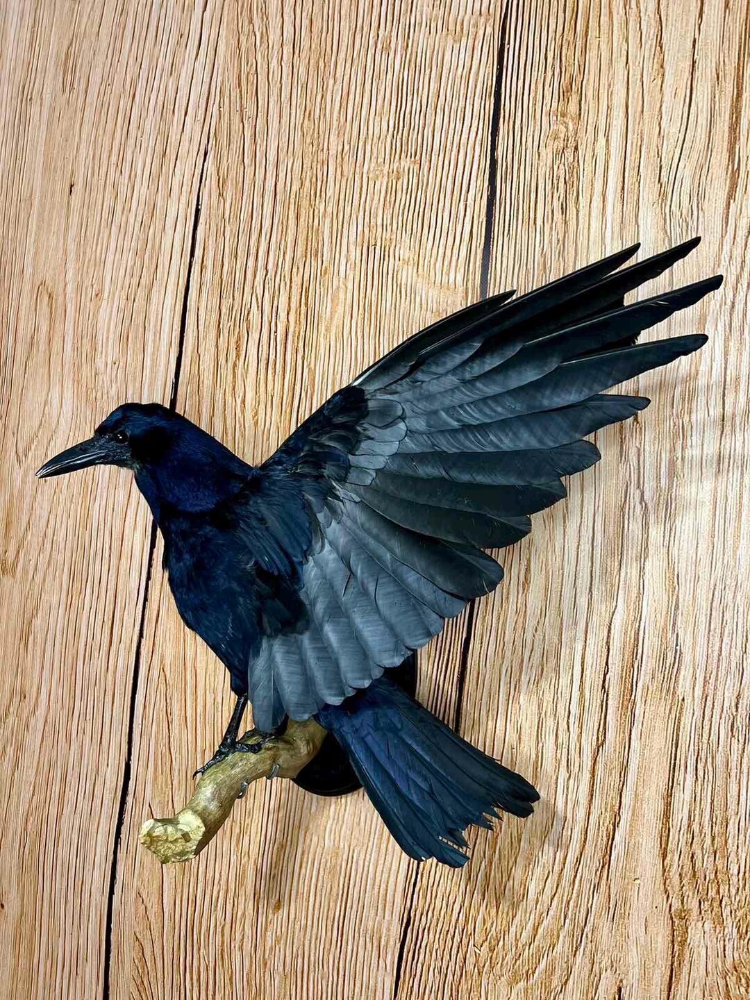 Raven Bird Crow Real Rook Animal Stuffed Taxidermy Wall Mount Eurasian ...