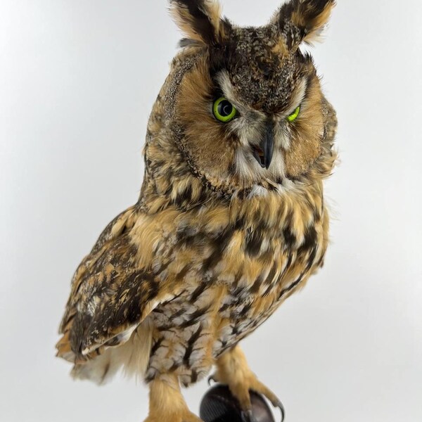 Taxidermy Owl - Etsy