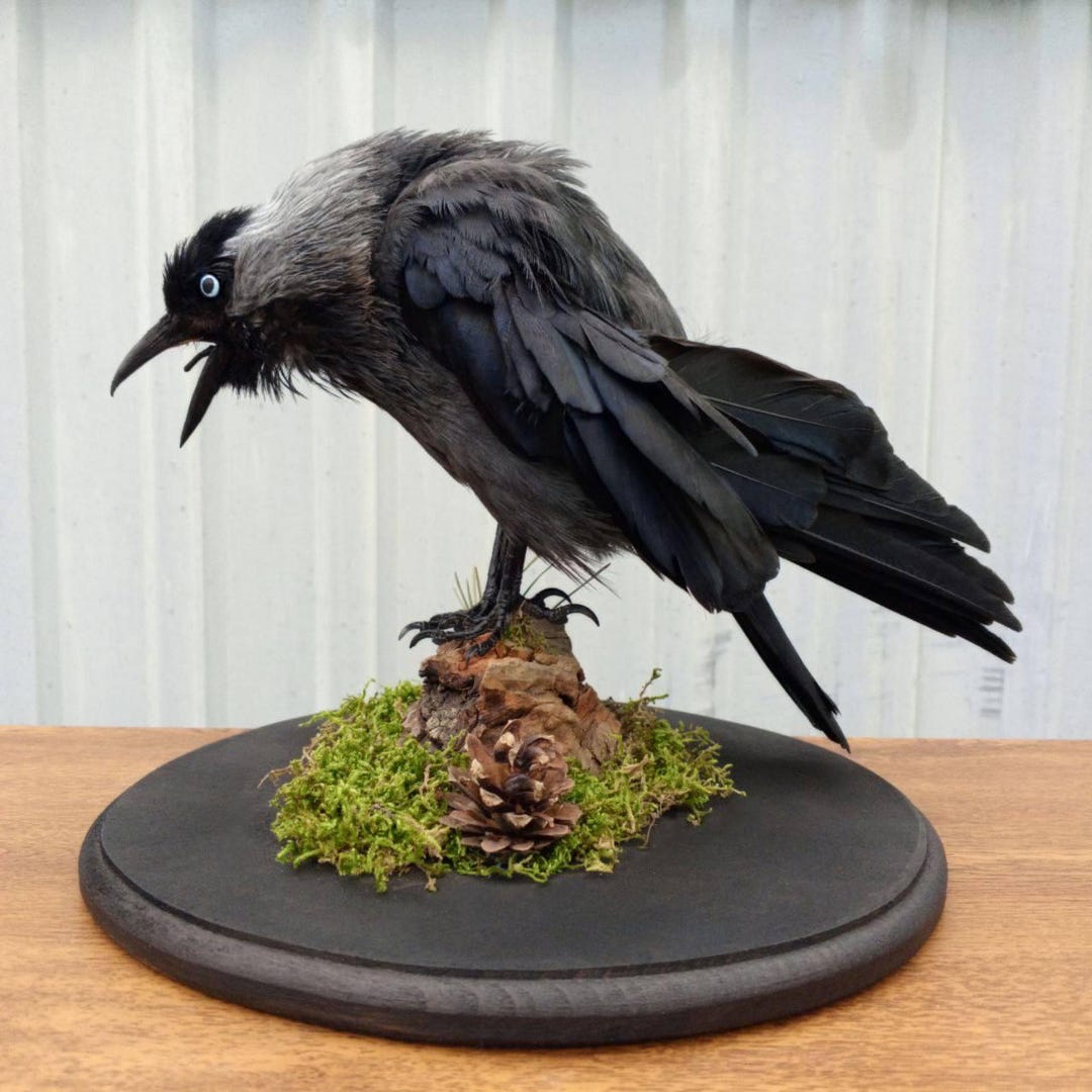 Western Jackdaw coloeus Monedula Taxidermy Stand Mount - Etsy