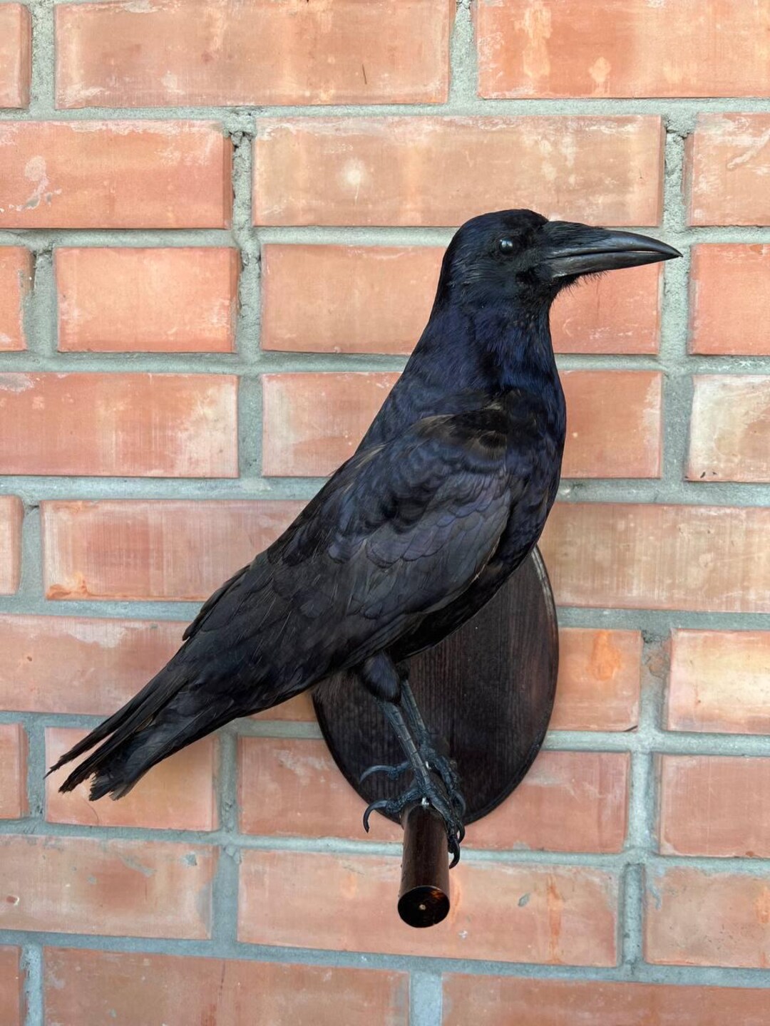 Rook (corvus Frugilegus) Real Animal Stuffed Taxidermy Wall Mount Raven ...