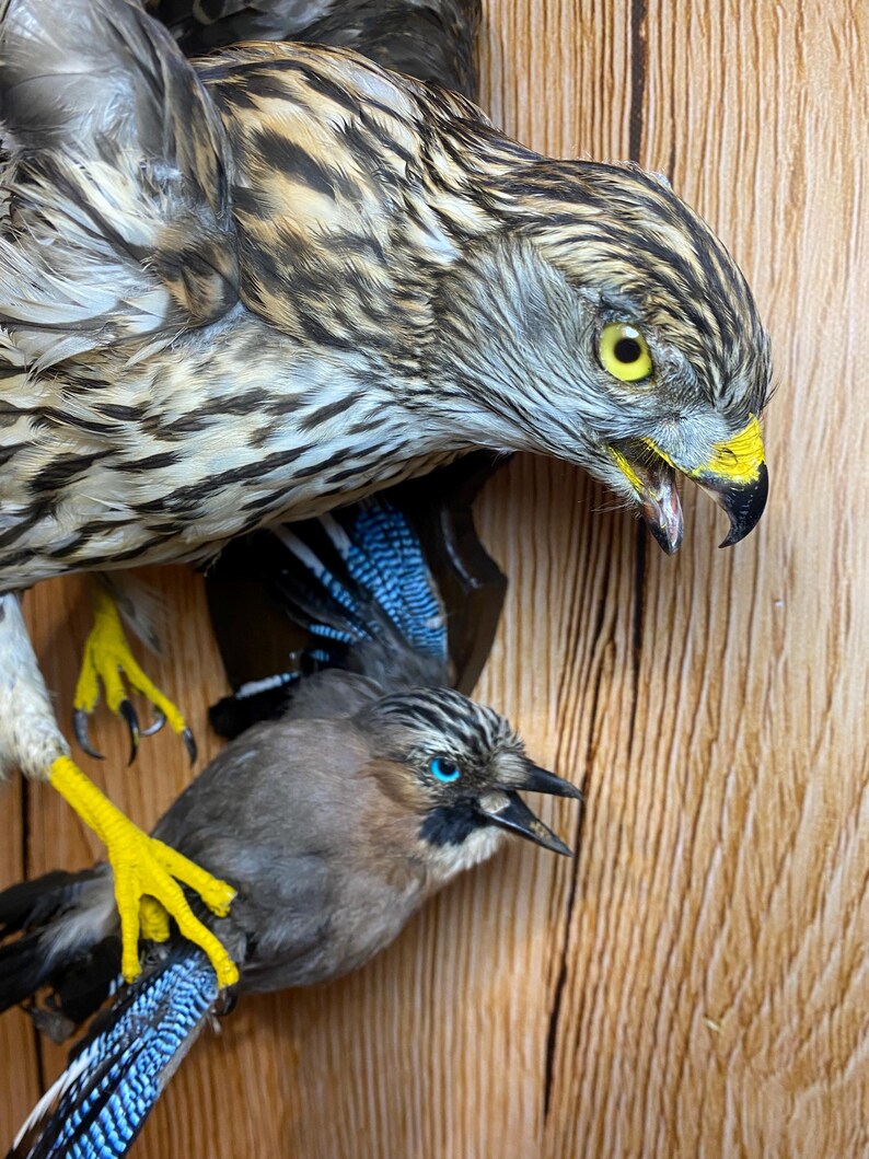 Eurasian Sparrowhawk and Jay Bird accipiter Nisus Taxidermy Bird Real ...