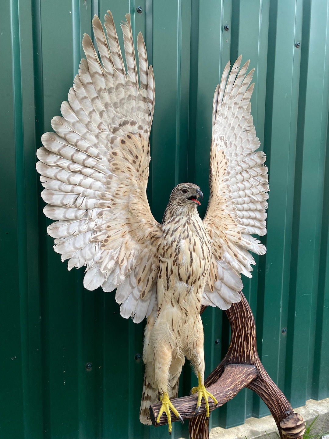 Stuffed Eurasian Hawk Taxidermy Bird Real Animal Wall Mount - Etsy