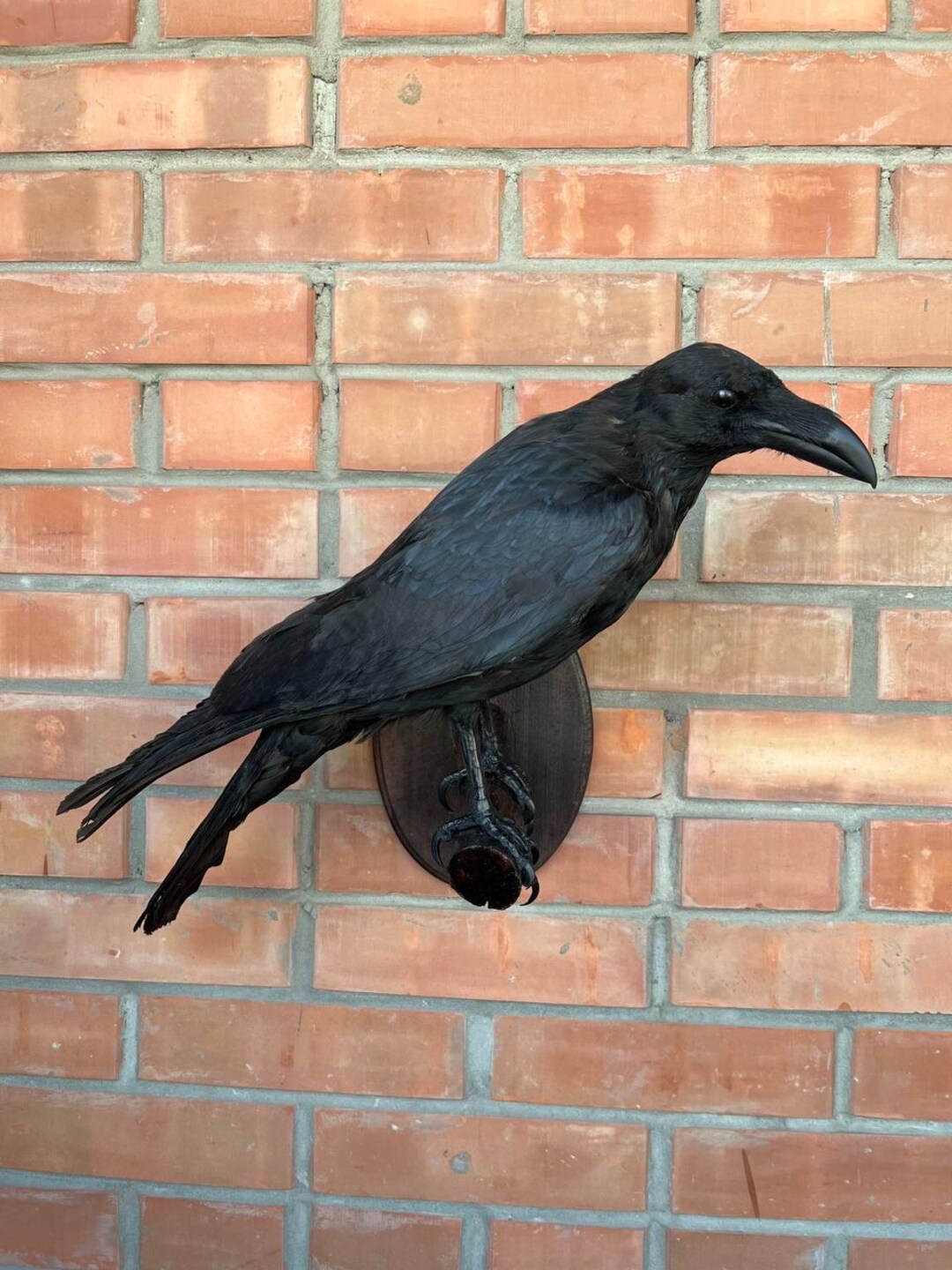 Raven Crow Bird Real Animal Stuffed Taxidermy Wall Mount Eurasian Raven ...