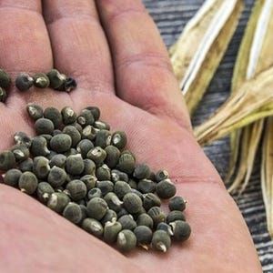 Cowhorn Okra Seeds: Authentic Hand-harvested Vegan Okra - Etsy