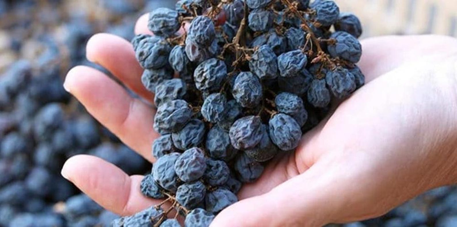 Organic Black Raisins Cluster: Sun Dried Anatolian Grapes - Etsy